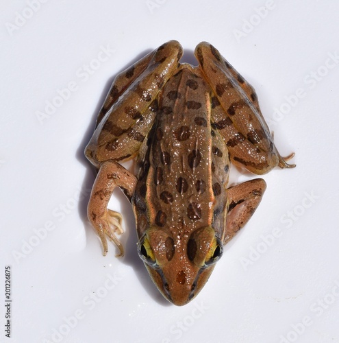 Top down view of a southern leopard frog Stock Photo | Adobe Stock