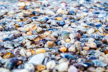 Stones And Shell And Beach Free Stock Photo - Public Domain Pictures