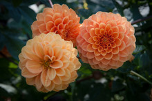 Peach And Yellow Dahlia Flower Free Stock Photo - Public Domain Pictures