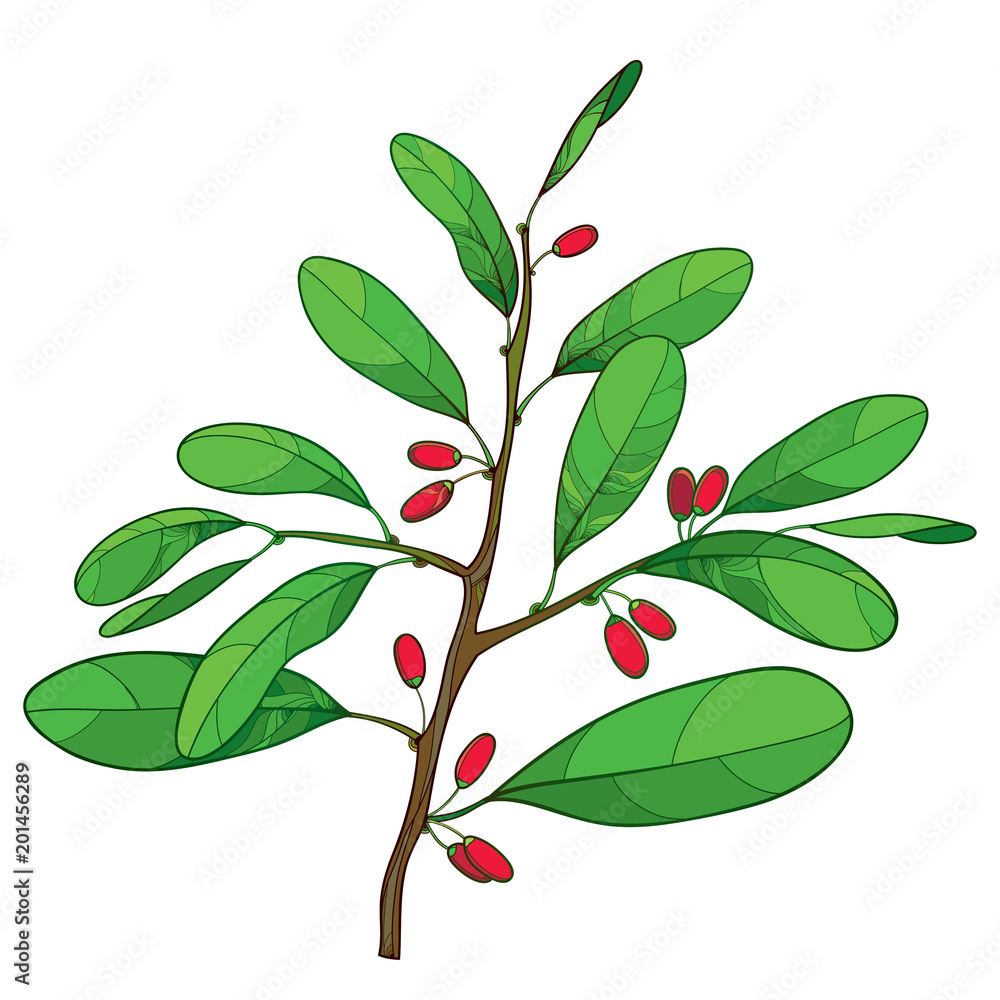 Vector outline branch of Cocaine plant or Erythroxylum coca with ornate ...