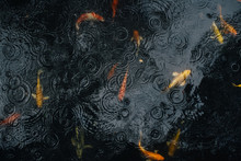 Fractal Fish Free Stock Photo - Public Domain Pictures