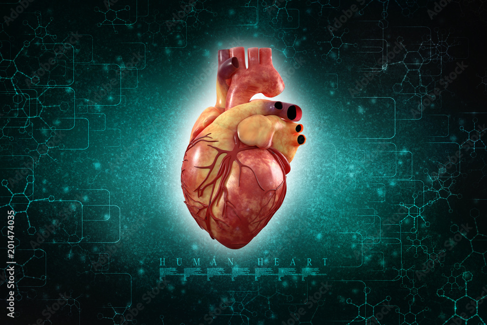 3d illustration Anatomy of Human Heart Stock Illustration | Adobe Stock