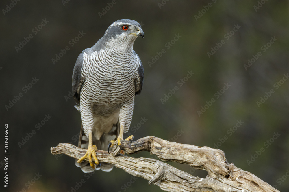 Northern Goshawk Stock Photo | Adobe Stock
