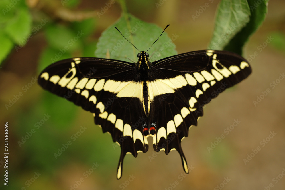 Thoas Swallowtail; butterfly; King Swallowtail; butterflies; close up ...