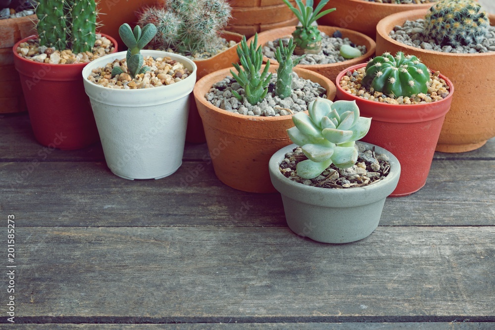 Various little succulent pot plants collection on vintage wood table ...