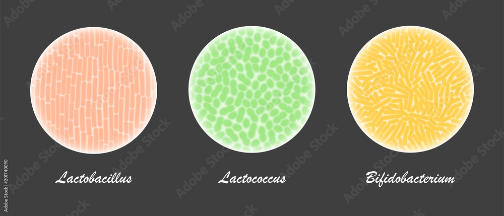 Probiotic bacteria cultures under a microscope, field of view with ...
