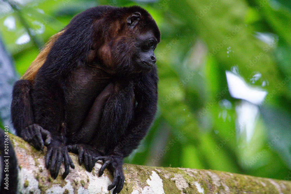 Manteled howler (Alouatta palliata) is native to Columbia, Costa Rica ...