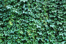 String Of Leaves Bright Green Free Stock Photo - Public Domain Pictures