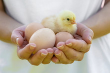 Chick In Hands Free Stock Photo - Public Domain Pictures
