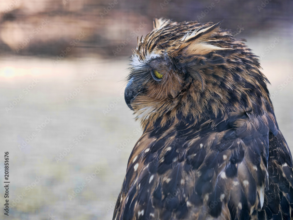 Portrait of Buffy Fish-owl, Ketupa ketupu Stock Photo | Adobe Stock