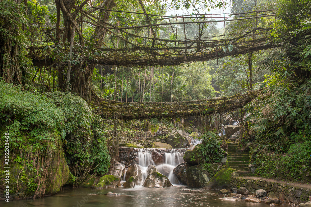 Famous Double Decker living roots bridge near Nongriat village ...