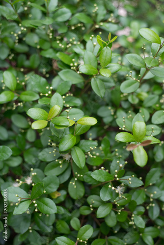 Simpson's Stopper or Twinberry Florida native blooming shrub plant wild ...