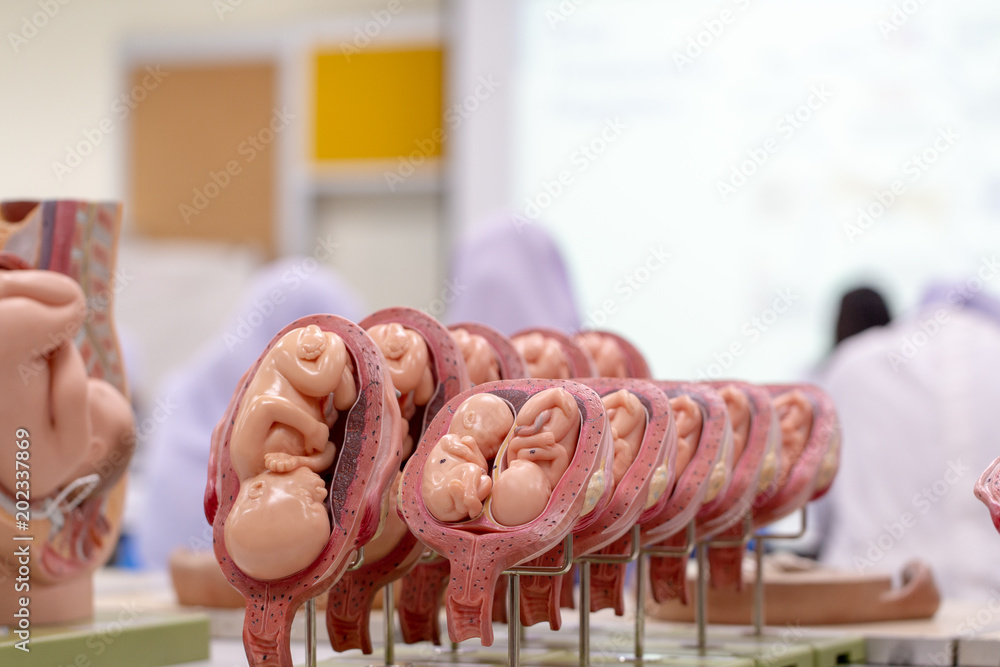 Embryo model, fetus for classroom education. Stock Photo | Adobe Stock