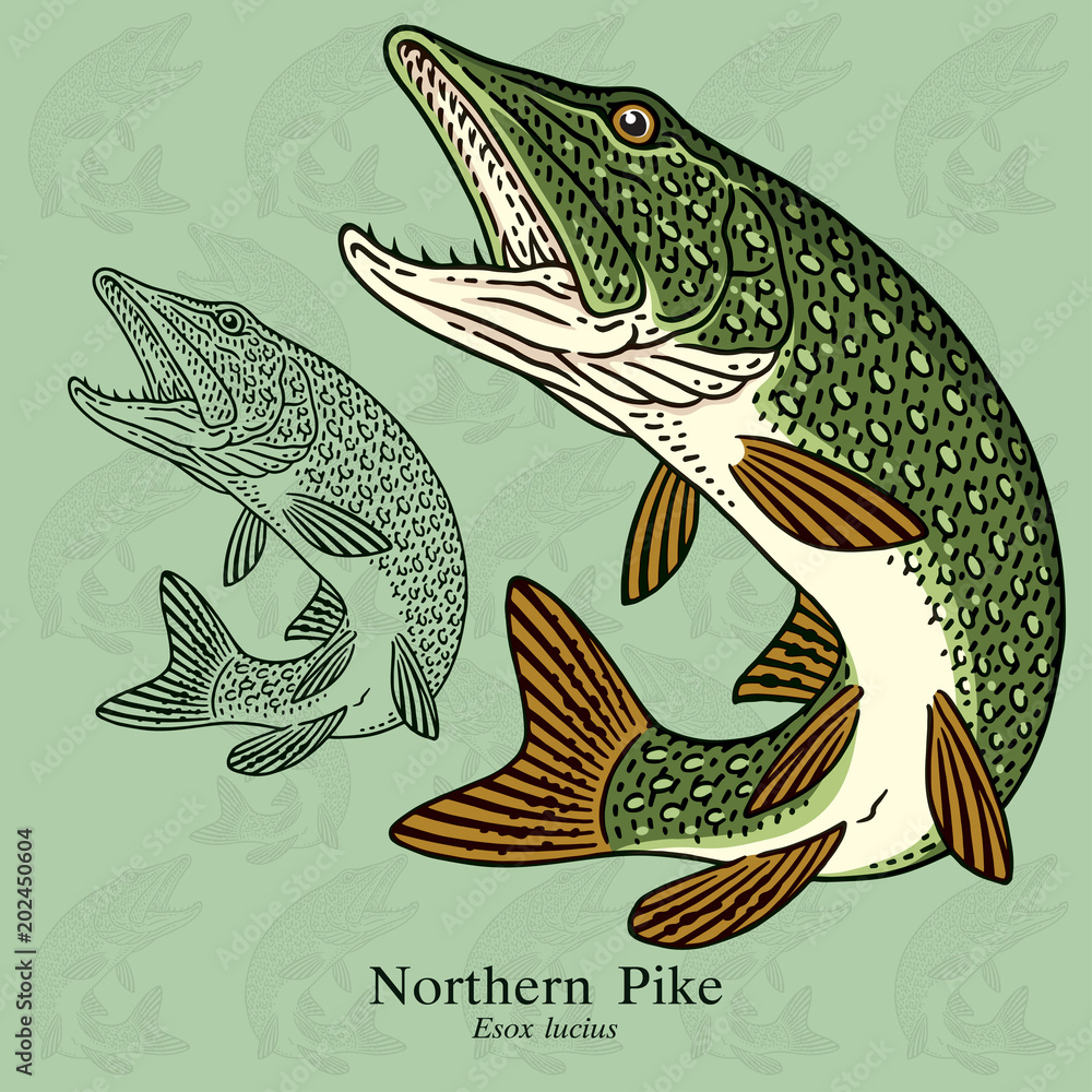 Northern Pike. Vector illustration with refined details and optimized ...