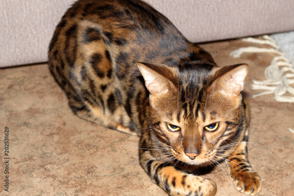 angry leopard cat