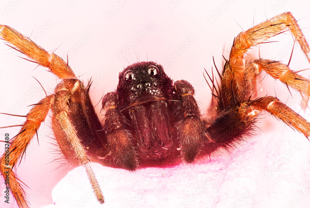 Focus Stacking - Giant House Spider, House Spider, Eratigena atrica ...