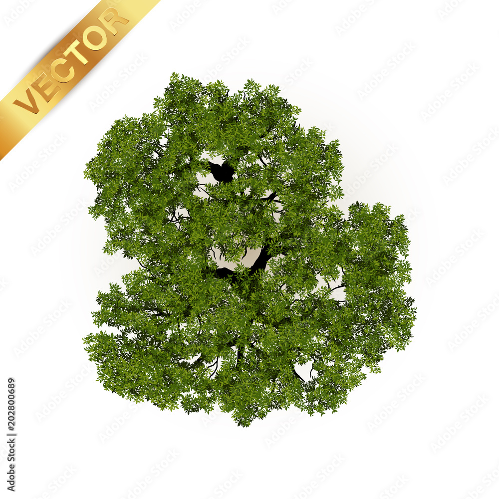 Trees top view for landscape vector illustration. Stock Vector | Adobe ...