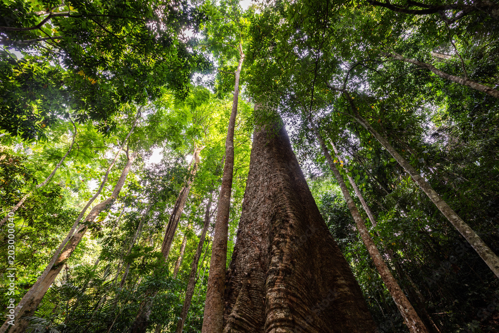 Anisoptera costata in the forest, the big Krabak tree in Taksin ...