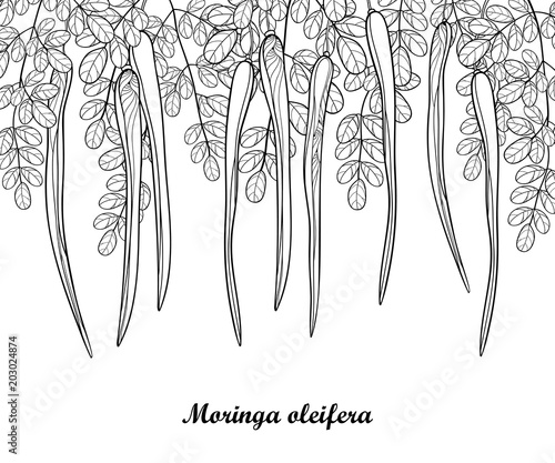 Vector bunch with outline Moringa oleifera or Drumstick or Horseradish ...