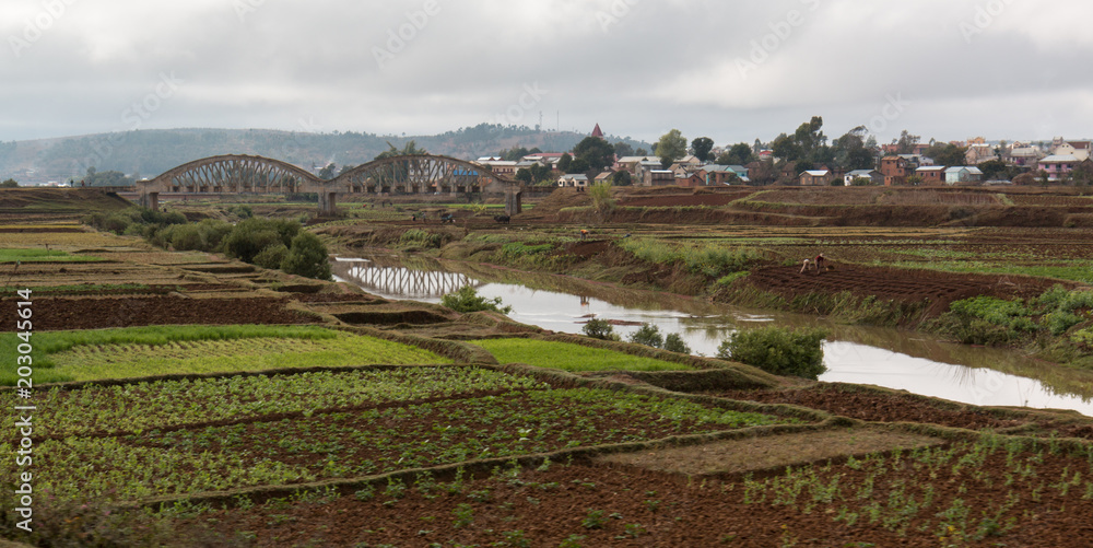 Paysage de riziculture à Madagascar Stock Photo | Adobe Stock