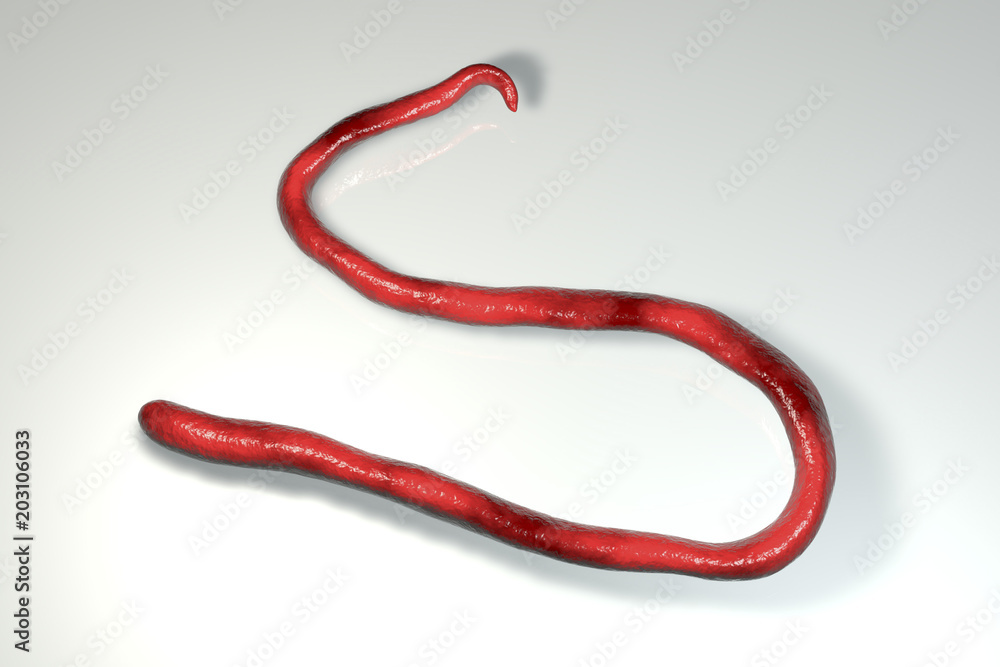 Mansonella streptocerca, a roundworm nematoda that causes ...