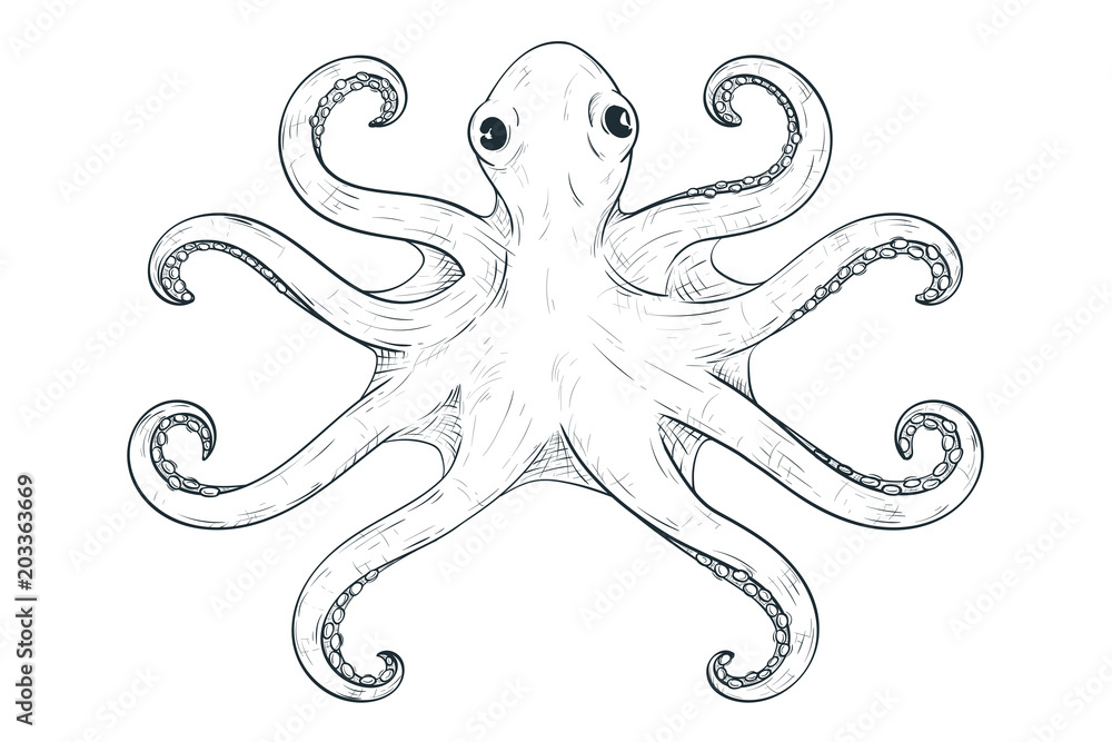 Octopus with symmetric tentacles. Outline hand drawn sketch Stock ...
