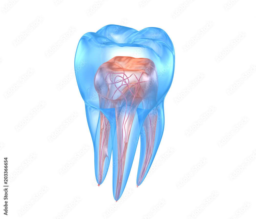 Transparent teeth. 3d renderings of endodontics inner structure over ...