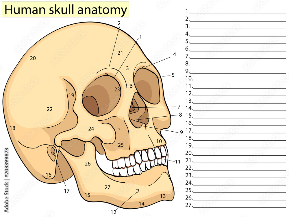 Medical Education Chart of Biology Human Skull Diagram. Vector. Front ...