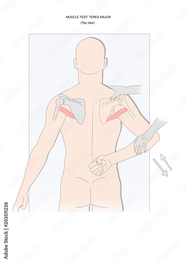 muscle testing: teres major. Test used in kinesiology, neurology ...