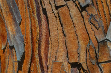 Cedar Bark Free Stock Photo - Public Domain Pictures