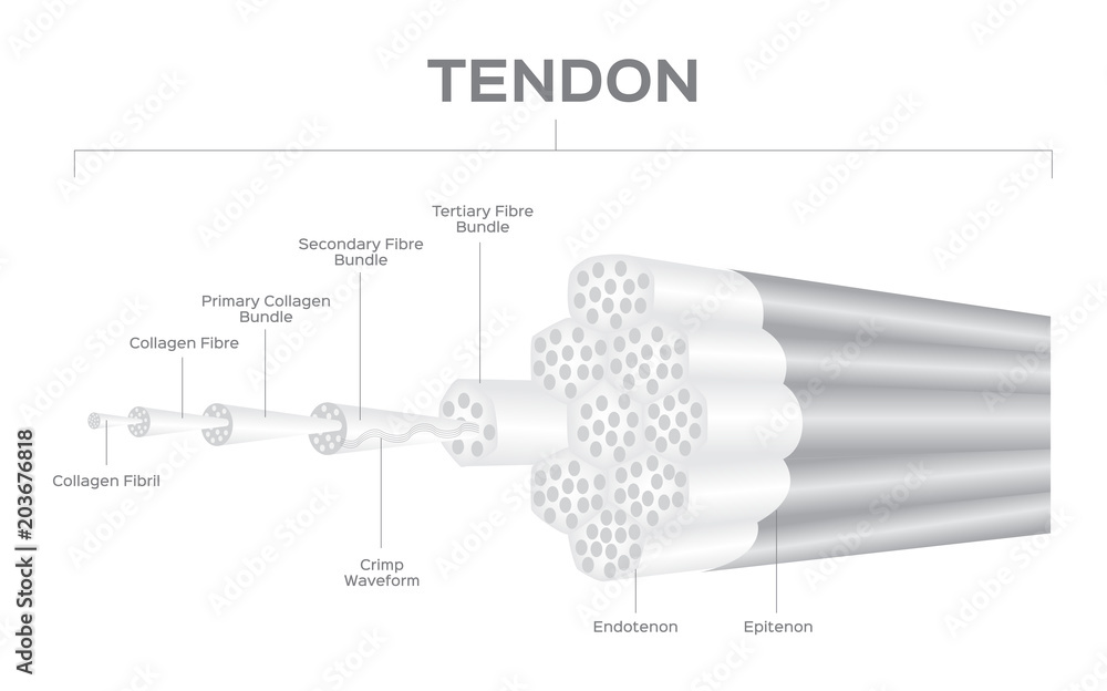 tendon anatomy vector Stock Vector | Adobe Stock
