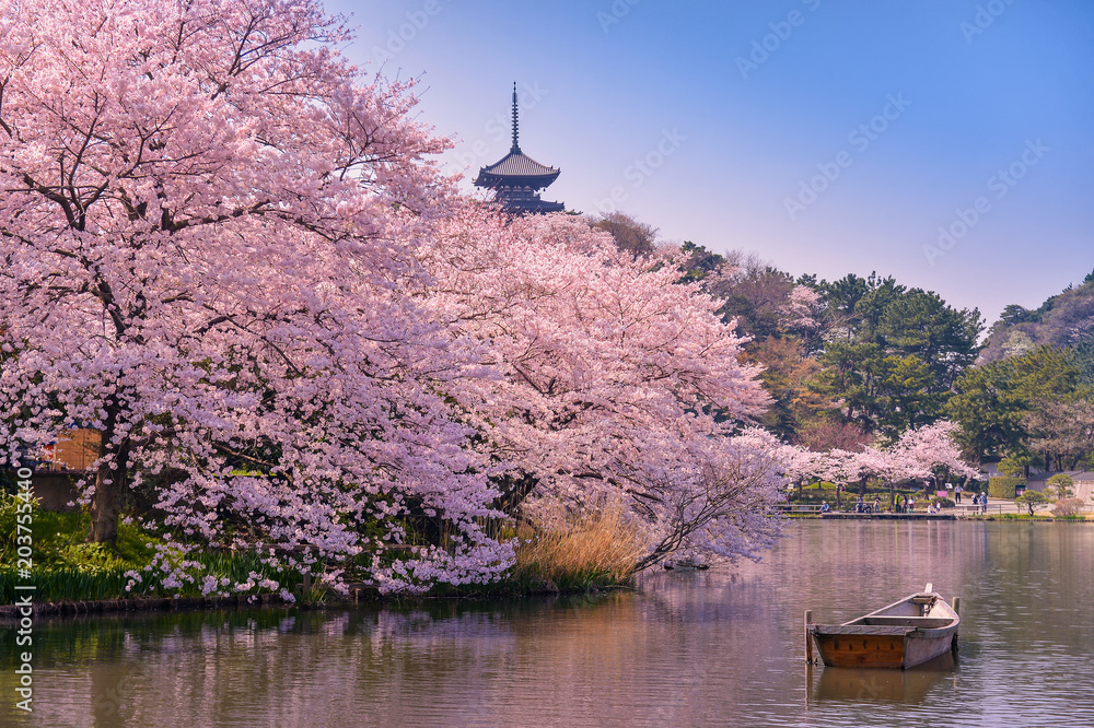 japan. Cherry blossom Sakura. Stock Photo | Adobe Stock