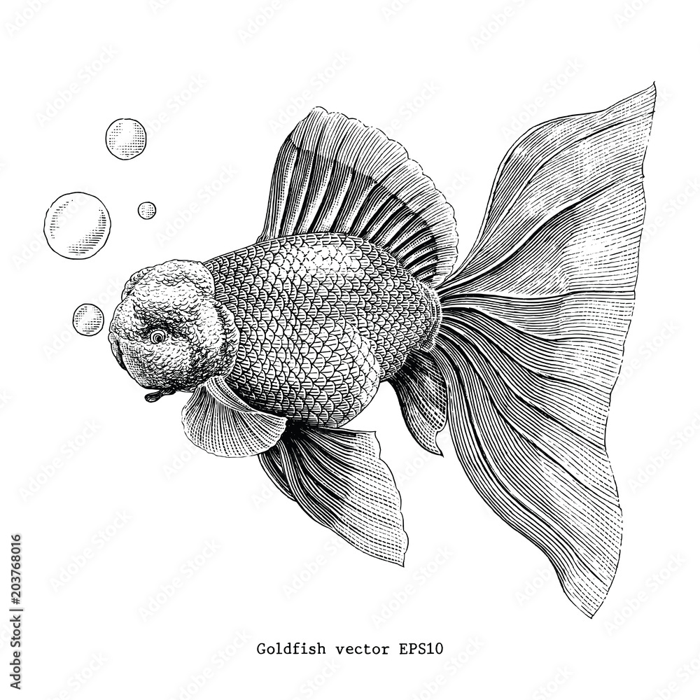 Goldfish hand drawing vintage engraving illustration Stock Vector ...