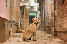 Street Dog Free Stock Photo - Public Domain Pictures
