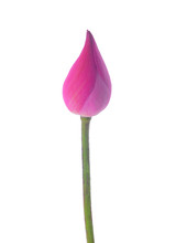 Lotus Bud Free Stock Photo - Public Domain Pictures