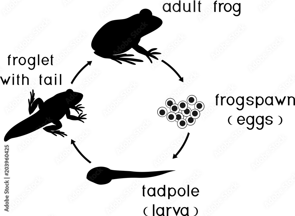 Life cycle of frog. Sequence of stages of development of frog from egg ...