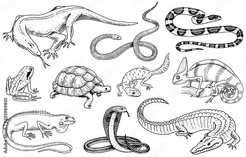 Set of reptiles and amphibians. Wild Crocodile, alligator and snakes ...