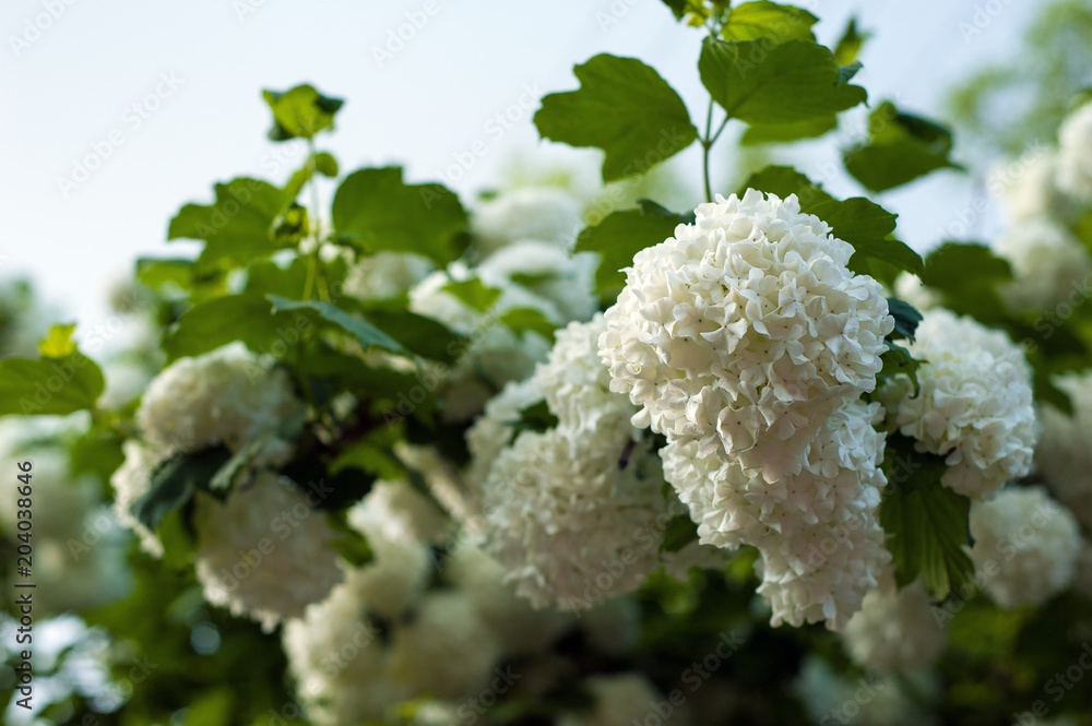 Chinese snowball viburnum flower heads are snowy. Snowball tree ...