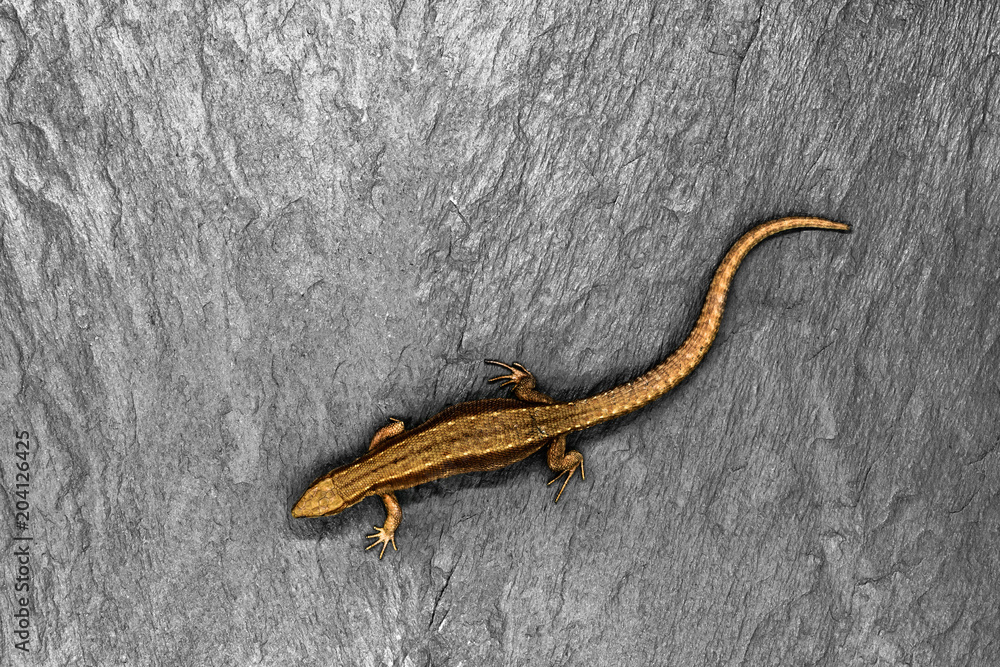 Bronze Lizard Lying on White Stone Background with Free Space. Sharp ...