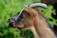 Goat Free Stock Photo - Public Domain Pictures