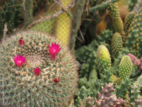 Captus Stock Photo | Adobe Stock