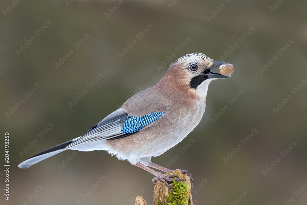 Eurasian jay (Garrulus glandarius) sits on a tree stump with an acorn ...