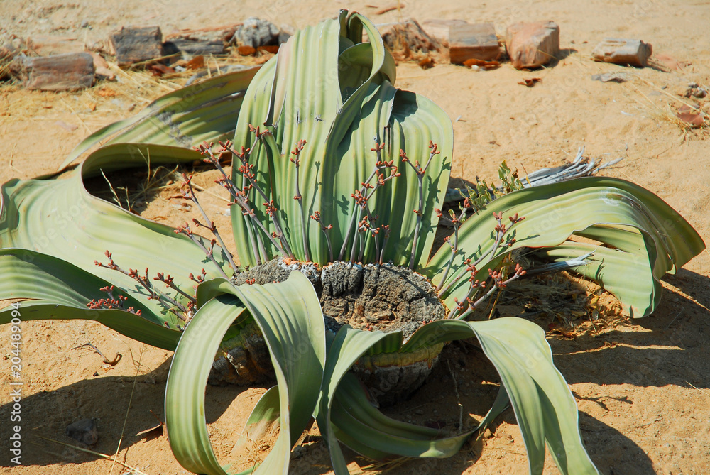 Welwitschia (Welwitschia mirabilis) plant growing in the hot arid Namib ...