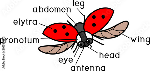 Parts of body of flying ladybug with titles. External structure of ...