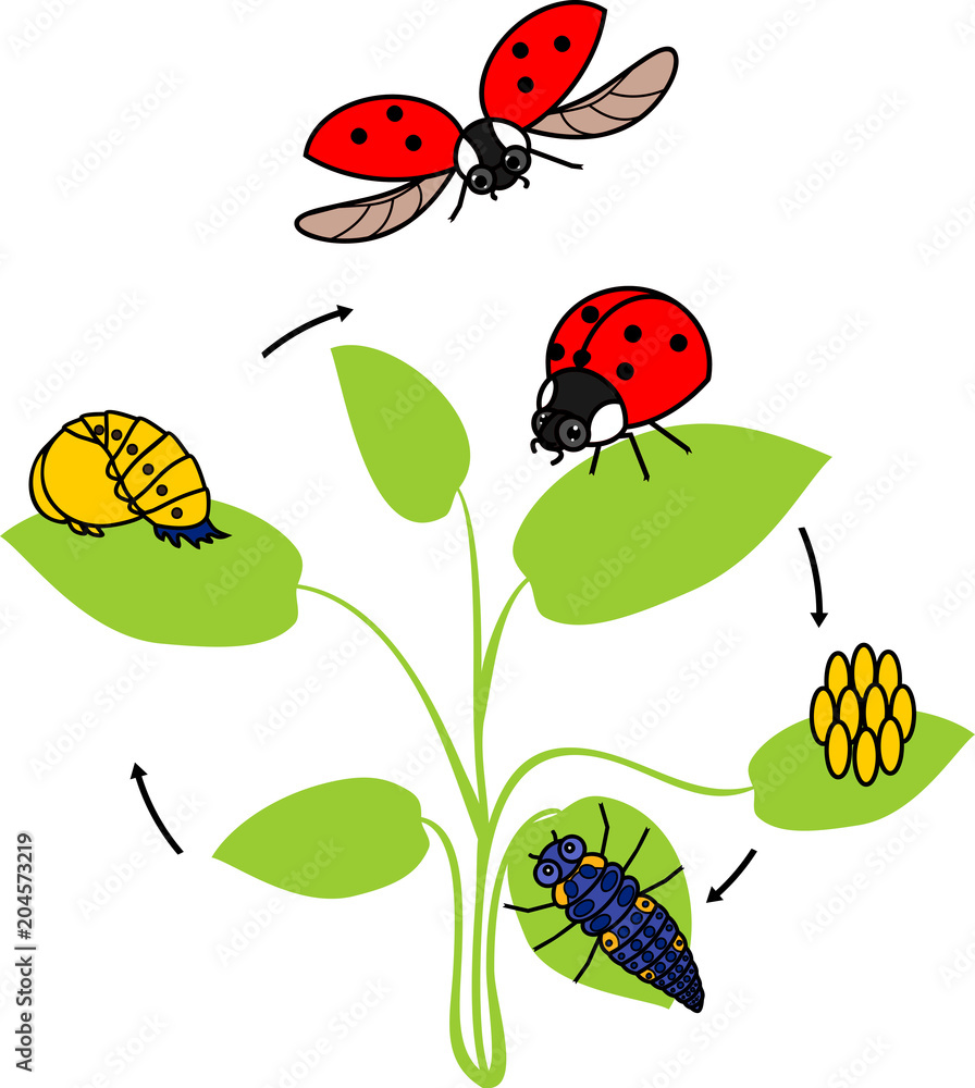 Life cycle of ladybug. Sequence of stages of development of ladybug ...