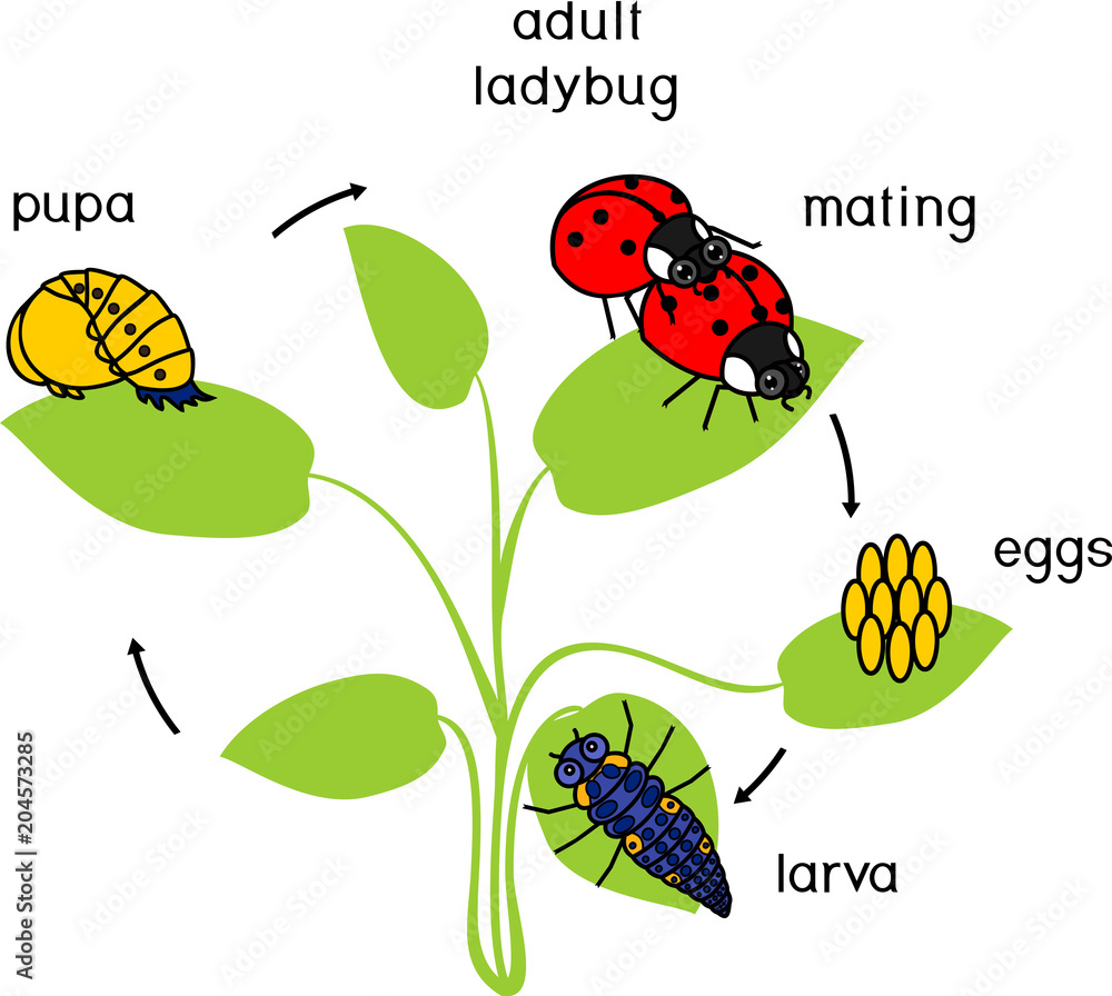 Life cycle of ladybug. Sequence of stages of development of ladybug ...