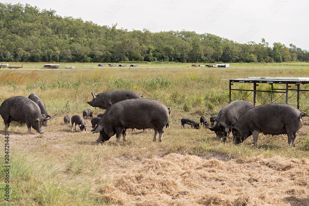 Berkshire Pigs On An Organic Farm In Australia Using Pasture Based ...