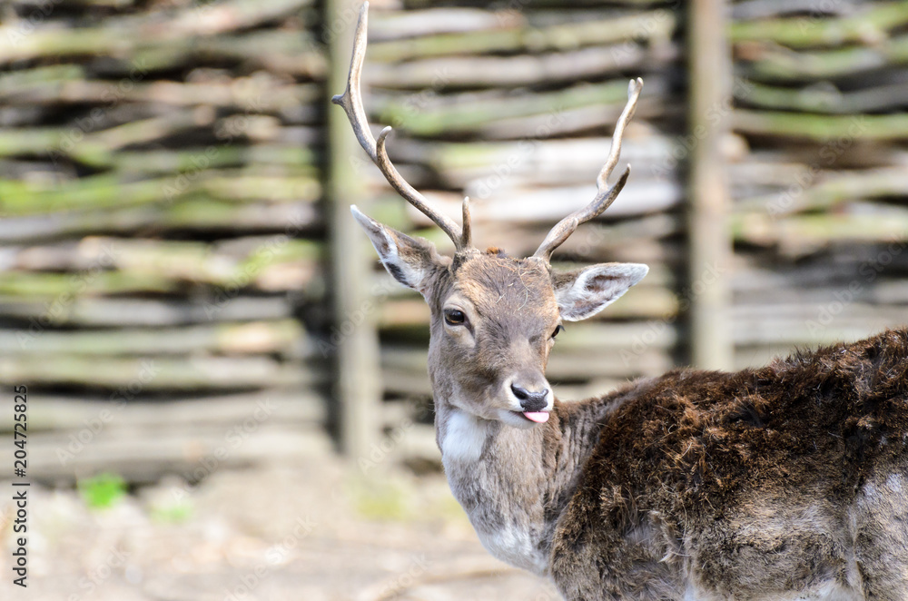 Milu (Elaphurus davidianus). Young deer with antlers, portrait photo ...