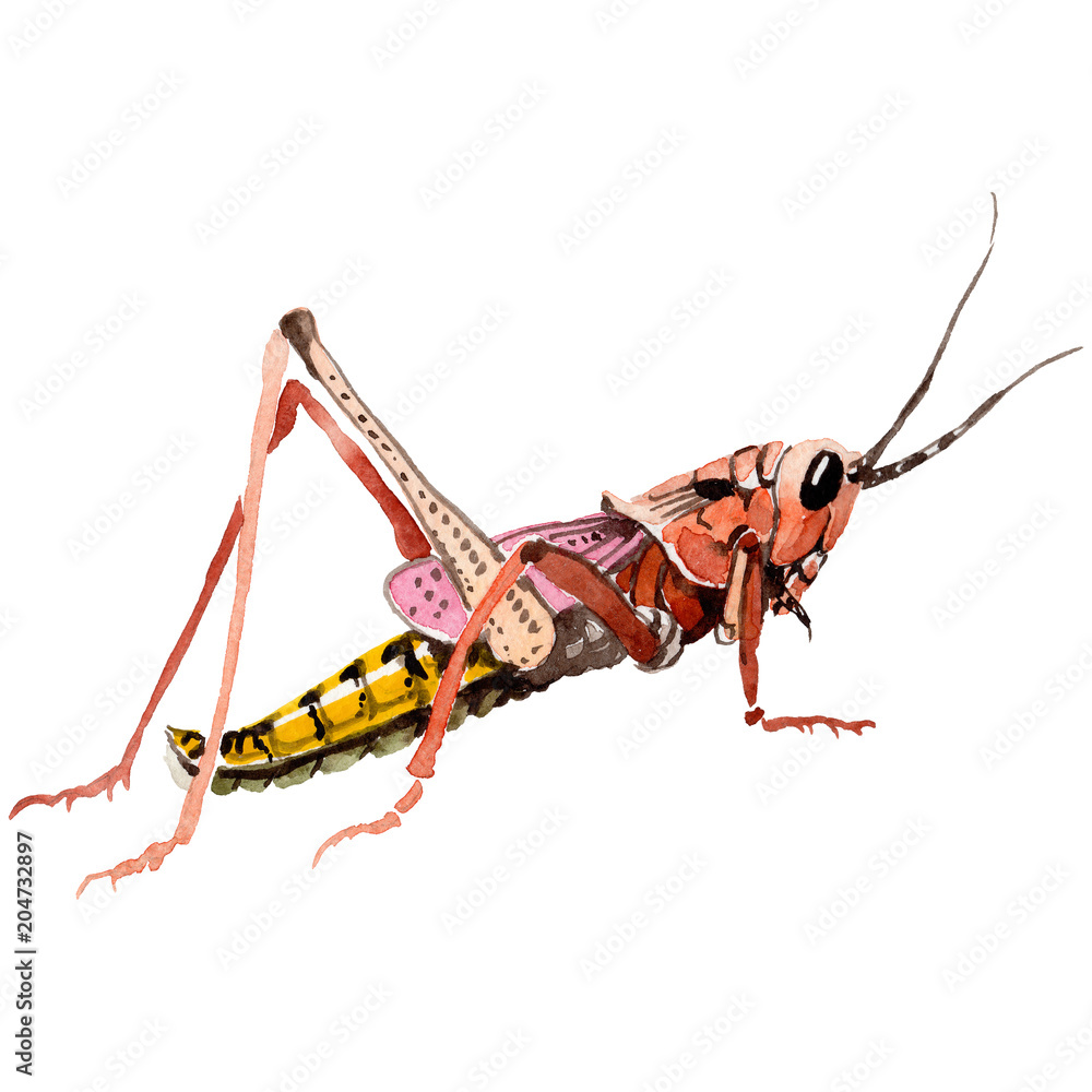 Exotic crickets wild insect in a watercolor style isolated. Full name ...