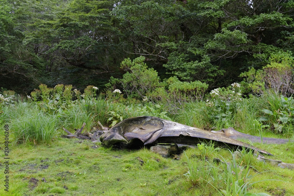Bone remains of a Sei Whale, found on a coast of the Gulf of Penas in ...